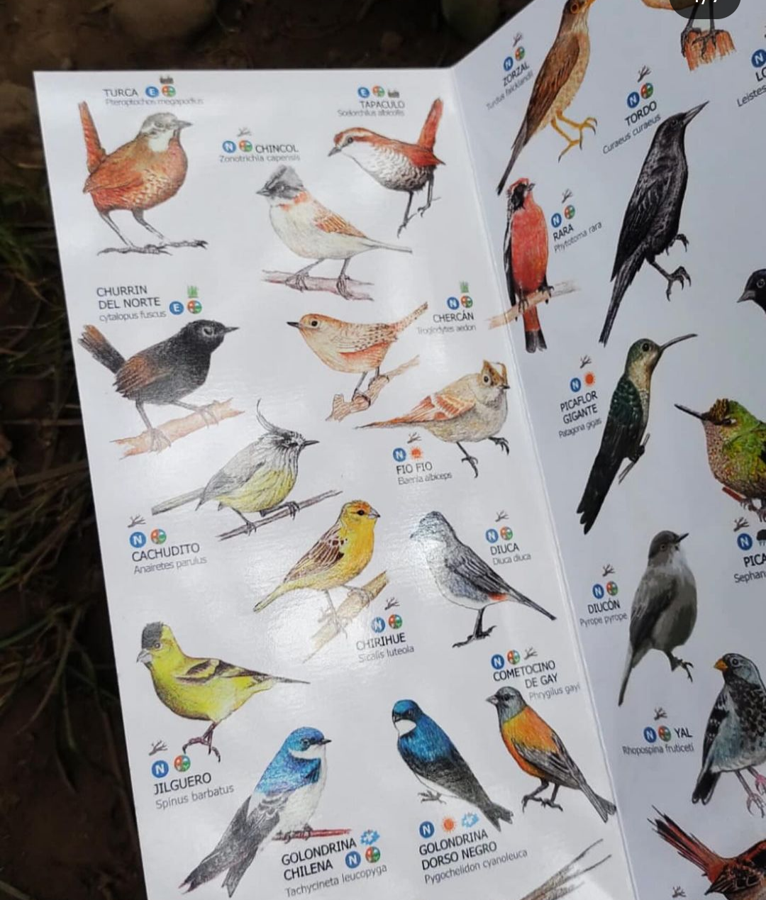 Guía de bosque esclerófilo – Valparaiso trekking